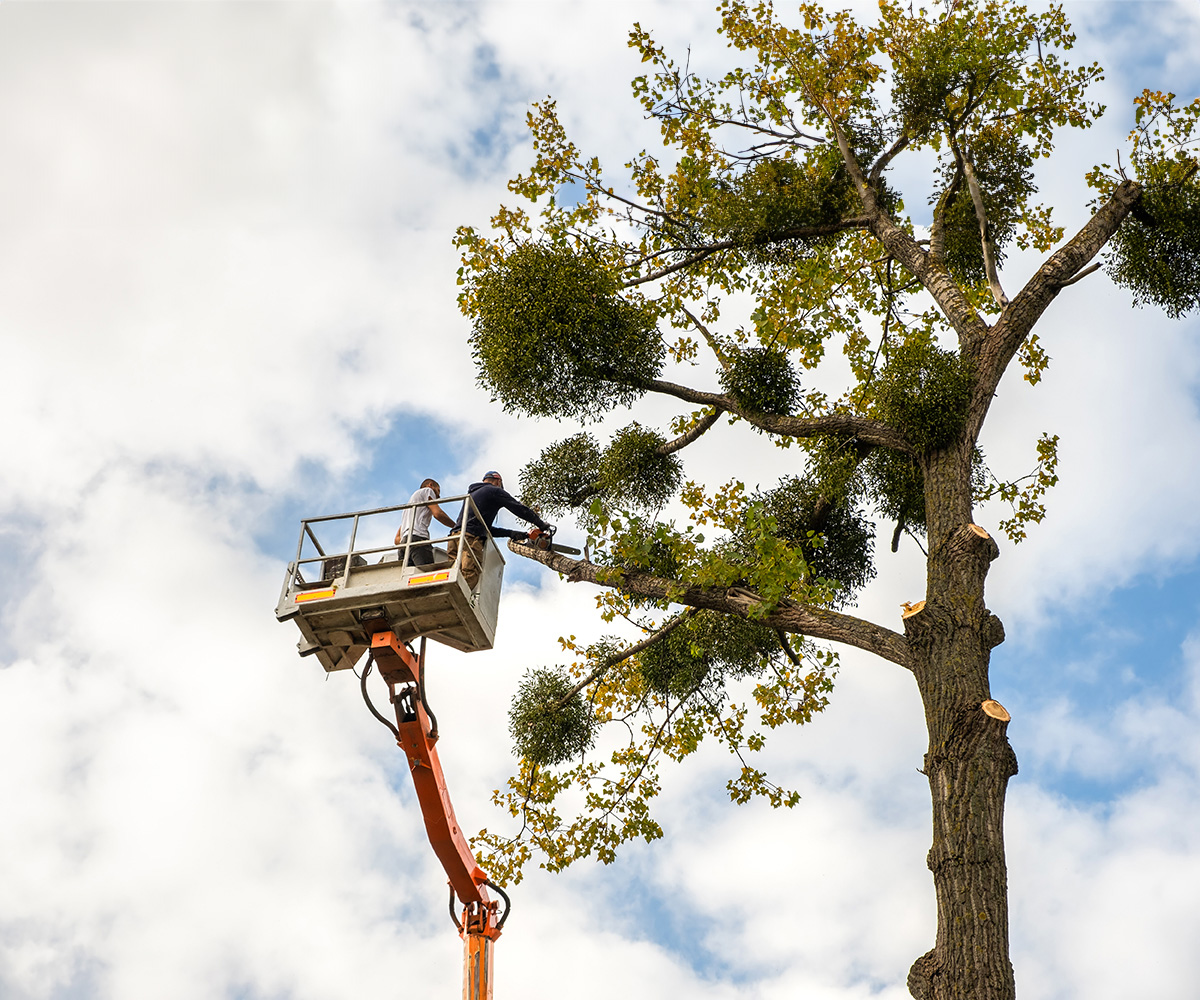 Tree Services – Collins Land Services, Inc.
